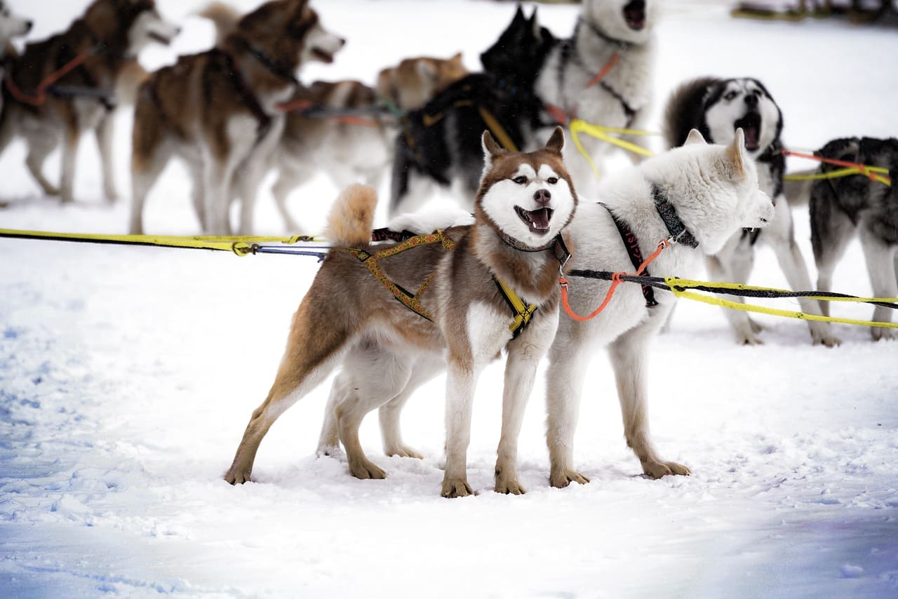 Husky trekking/sledge ride in Goldrain - Hotel zur Brücke